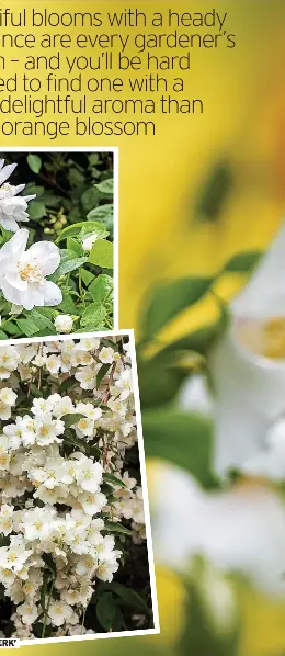 PLANT of the week - PressReader