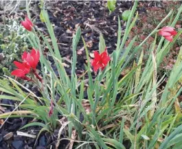 INKWEED INVADER - PressReader