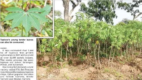 Tapioca – a vital food crop with so many uses - PressReader