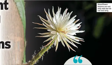 Excitement is growing for FOUR rare blooms at garden - PressReader