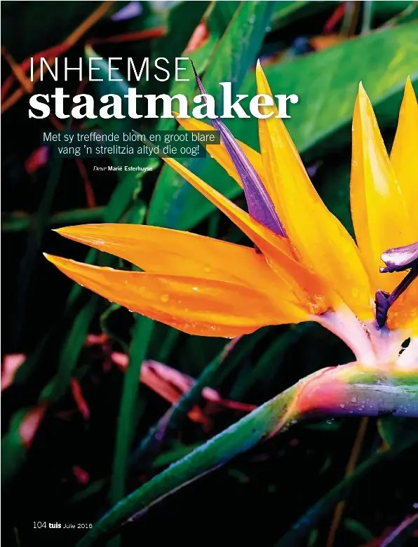 Plant van die maand Strelitzia - PressReader
