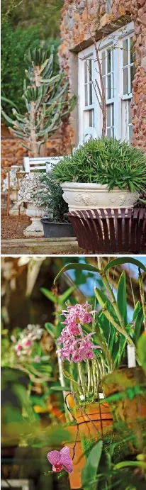 Orgideë - PressReader