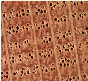 Pores and grain - PressReader