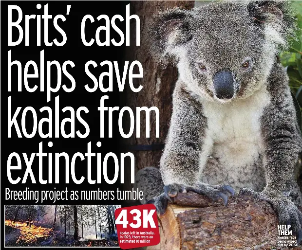 Brits’ cash helps save koalas from extinction - PressReader
