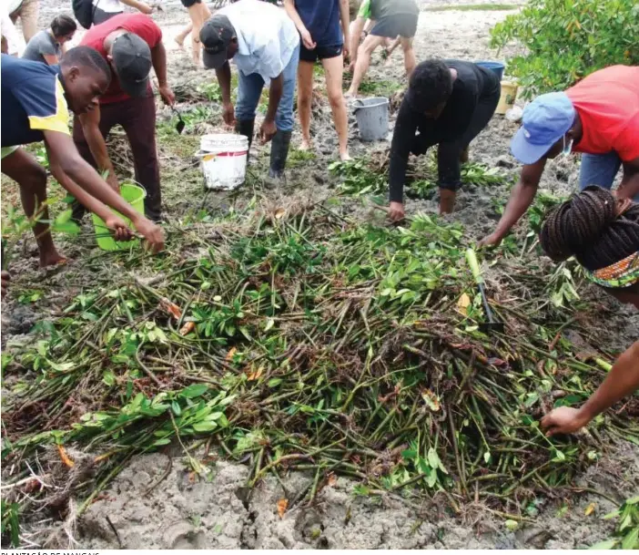 MANGAIS DE OURO PARA O MPL - PressReader