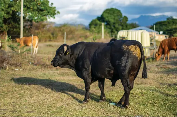 Yaqara Ranch – Far From its Vision - PressReader