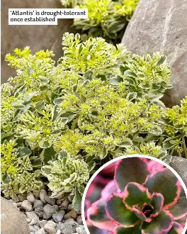 New perennials for foliage - PressReader