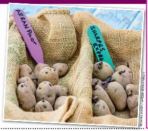 Sprout your spuds - PressReader