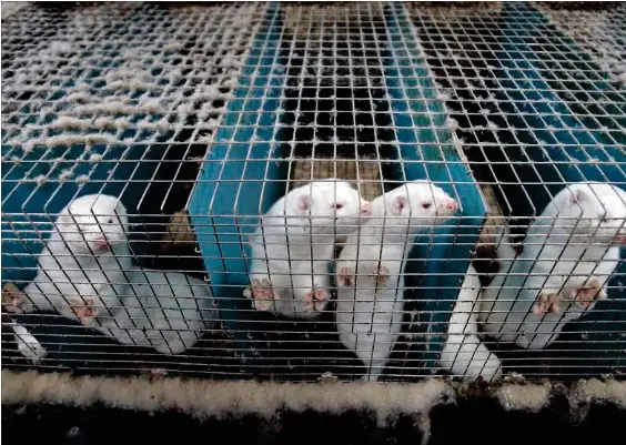 ET MEGET VILDT BELØB - PressReader