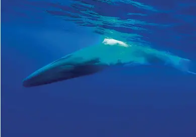 Japan to start killing fin whales - PressReader