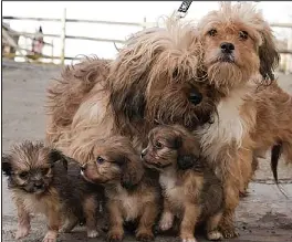 We’re not pedigree, but we’d | Daily Mail | PressReade­r