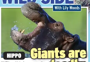 ON THE WILD SIDE - PressReader