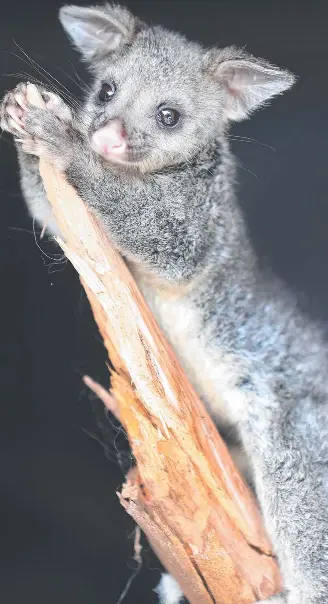 SORRY POSSUMS, WE’RE FULL - PressReader