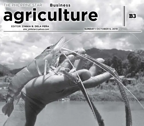 Ulang farmers target global shrimp market - PressReader