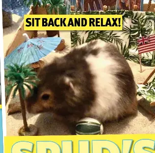 Spud’s great adventure - PressReader