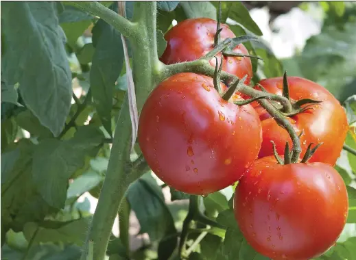 Watch out for tomato plants sold for the English market - PressReader