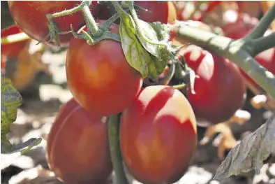 La recogida de tomates y frutas ha estado condiciona­da por la sequía ...