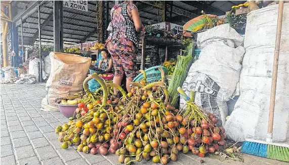 La chonta: un símbolo de conexión con la tierra - PressReader