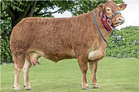 Showstoppe­r cow takes top awards - PressReader