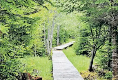 Summer Stroll at the Wood Chip Trail - PressReader