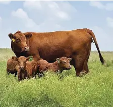 Angus-beeste om dié redes ideaal vir kuddes - PressReader