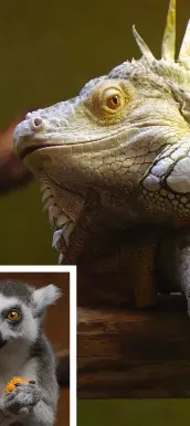 A Walk On The Wild Side - PressReader