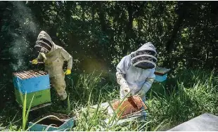 In Colombia, illegally felled timber repurposed to help bees - PressReader