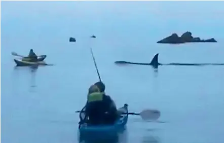 ‘Chill out’ says dad as orca swims by - PressReader