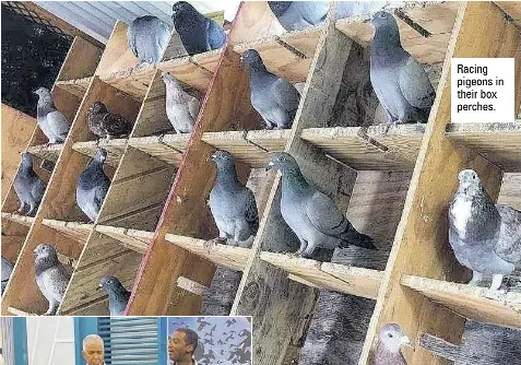 Racing pigeon club reaching higher and higher - PressReader