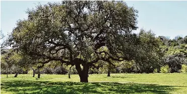 Which trees are best for throwing shade? - PressReader