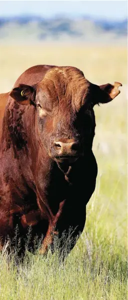 Net verbeterin­g in die toekoms van die rooi bees - PressReader