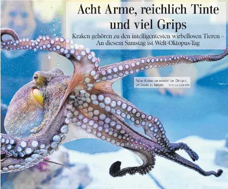 Acht Arme, reichlich Tinte und viel Grips - PressReader