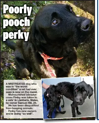 Poorly pooch perky - PressReader