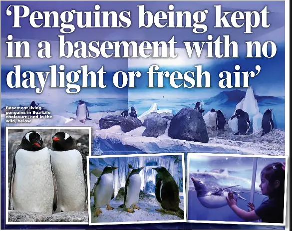 ‘Penguins being kept in a basement with no daylight or fresh air ...