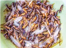 Doctors employ insects to aid digestion, weight loss - PressReader