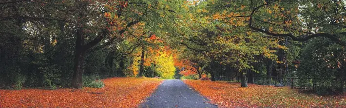 Love autumn? Here’s how the leaves change colour - PressReader