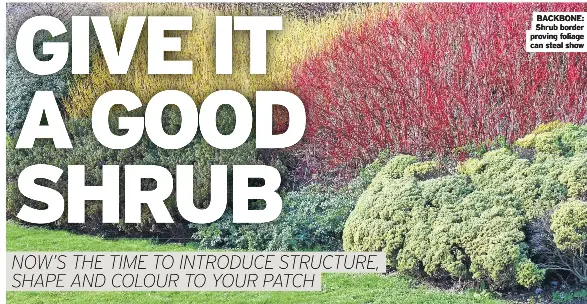 GIVE IT A GOOD SHRUB - PressReader