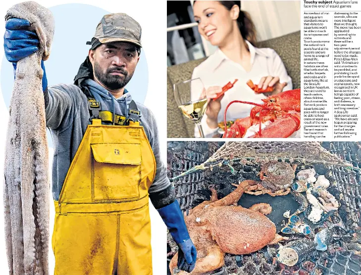 Moroccan octopus invasion threatens to scuttle shellfish industry ...