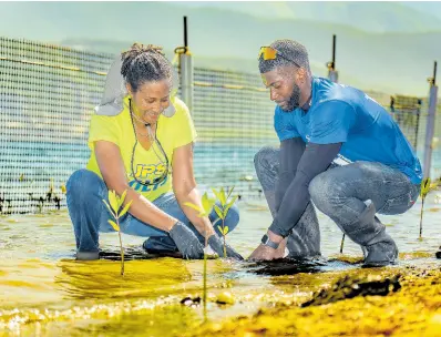 JPS Foundation partners with NEPA to plant 300 mangrove saplings - PressReader