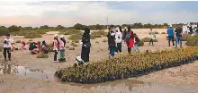 Dewa staffers, families plant 5,500 mangroves - PressReader