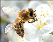 Where have all the Honey Bees gone? - PressReader