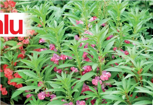 Kudalu - PressReader