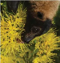 Flying foxes - PressReader