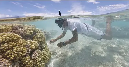 Tokelau’s coral reefs show signs of recovery - PressReader