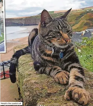 A purrfect way to remember Hendrix - PressReader