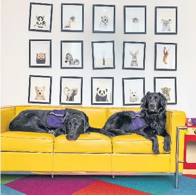 PAW & ORDER - PressReader