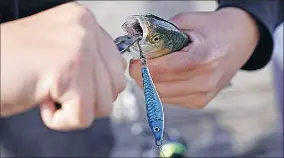 Many reasons to love kingfish, you just have to catch on first - PressReader