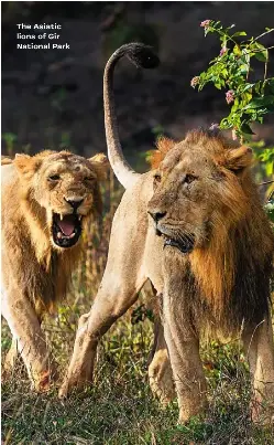 A Wild World’s Secret Oasis - PressReader