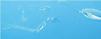 Tech helping scientists dive deeper into sea life - PressReader