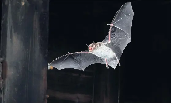 En fladdermus har oinbjuden flyttat in i Kristinas hus - PressReader